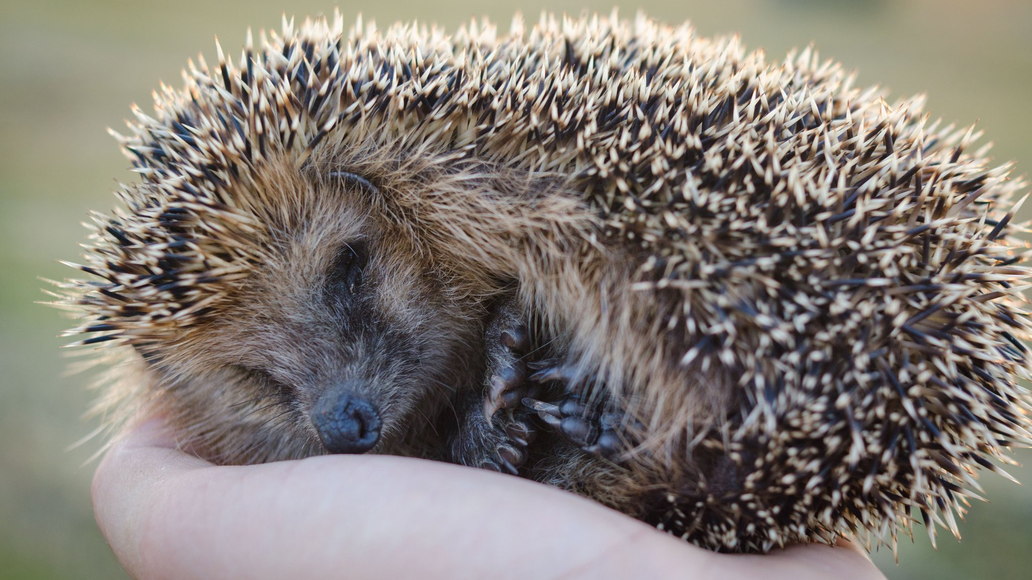 Leadership – Hedgehogs – Without Limit